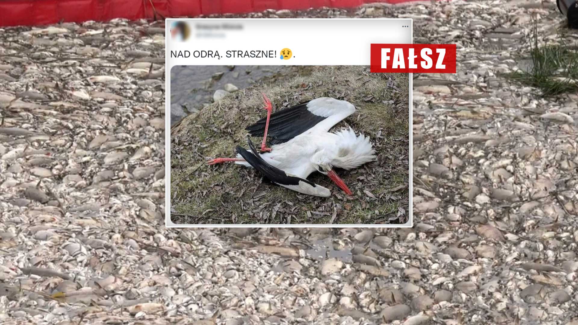 Martwe bociany po skażeniu Odry? Niepotwierdzone, a zdjęcie jest stare ...